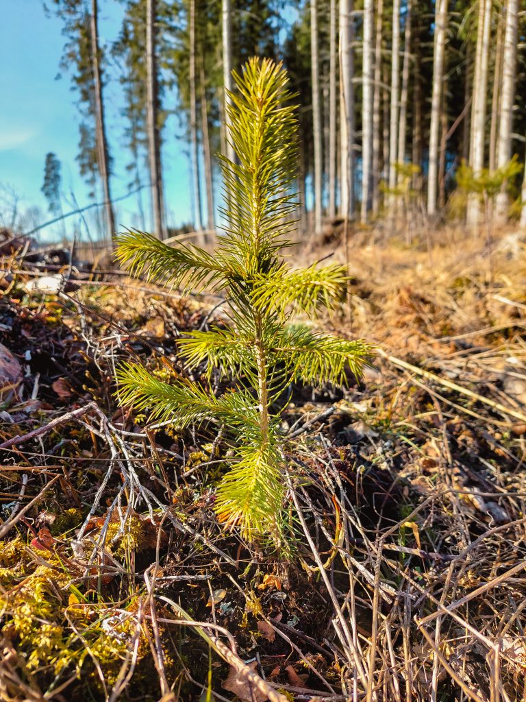 Markberedning – Mälby Skog