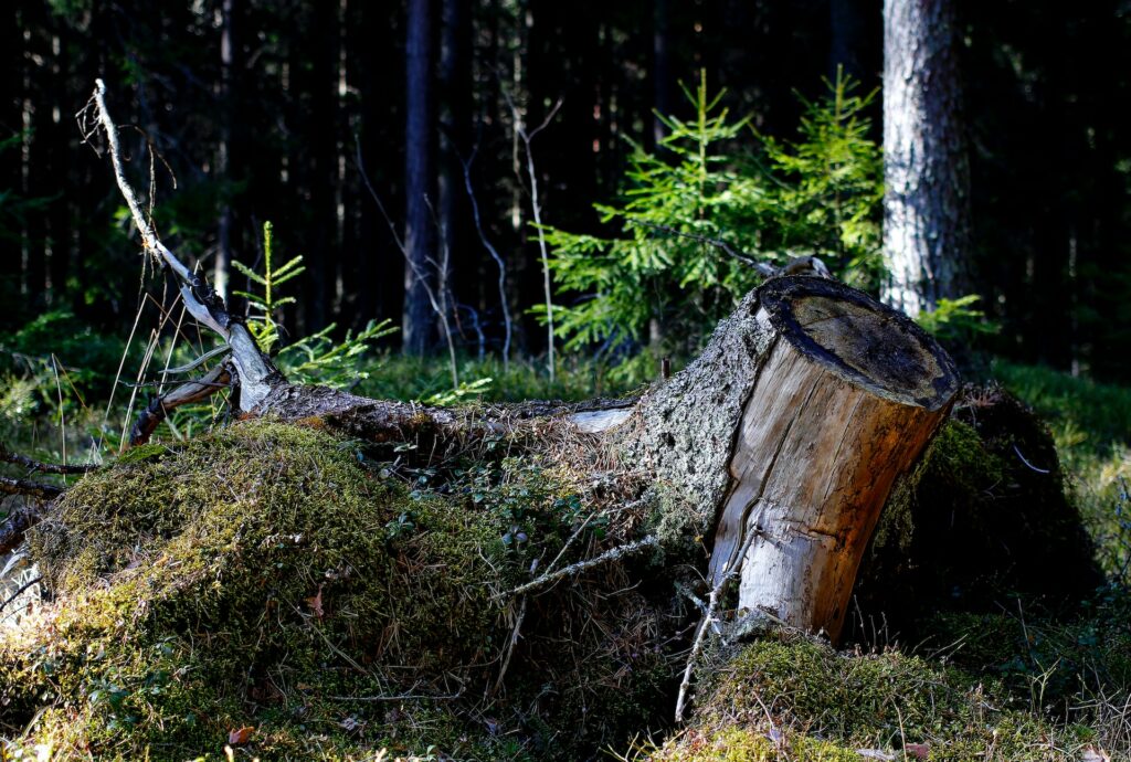 Stubbrytning – Mälby Skog