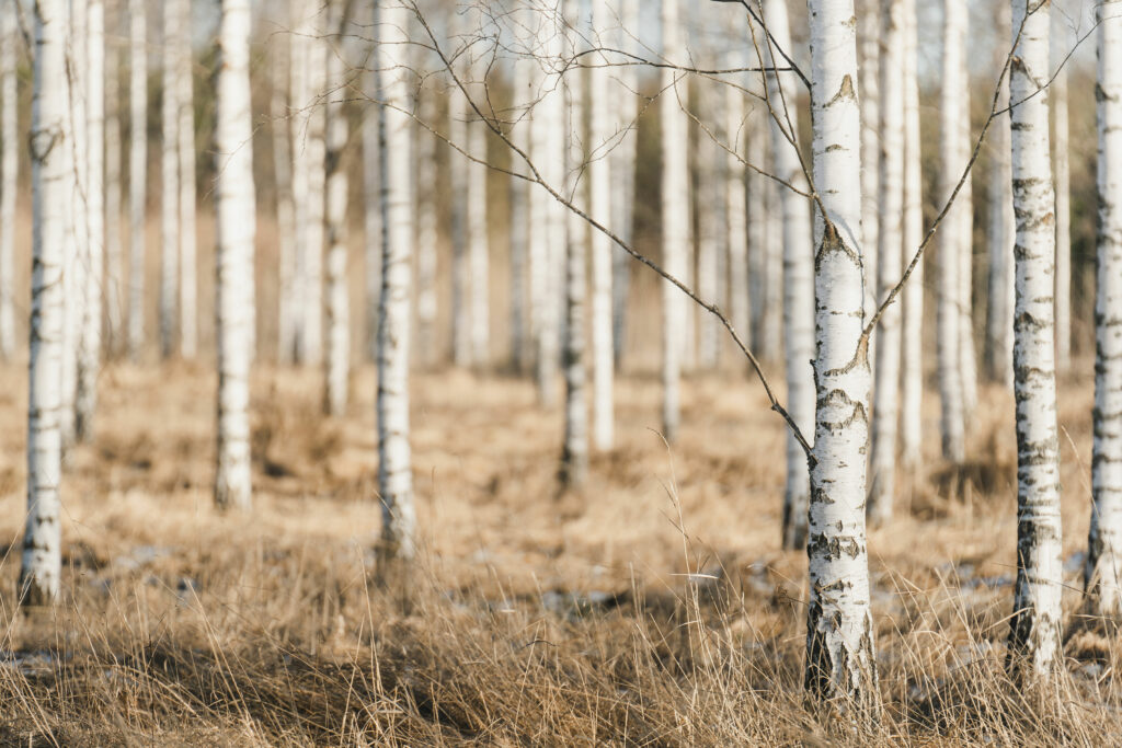 Gallring – Mälby Skog