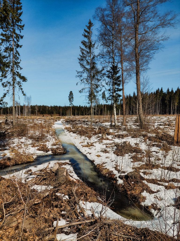 Skogsdikning – Mälby Skog